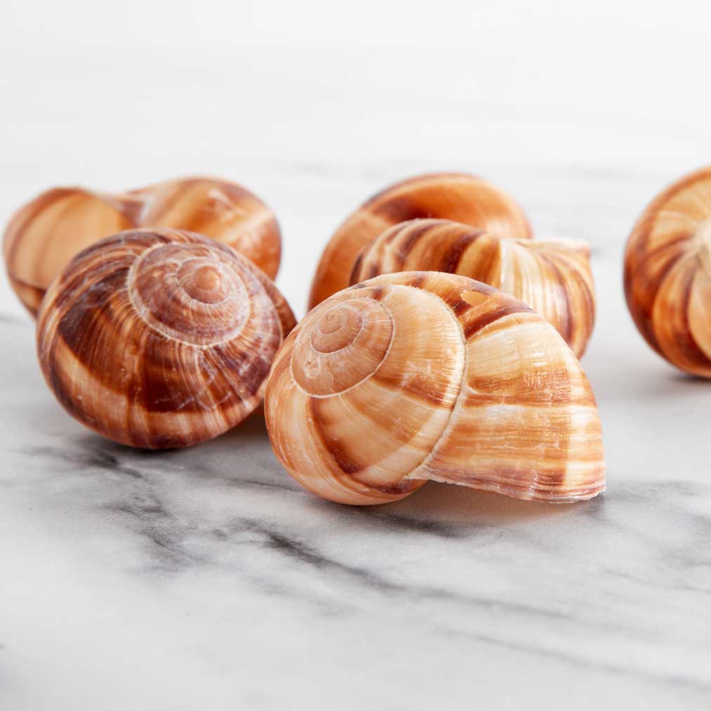 igourmet - Extra Large Escargot Shells